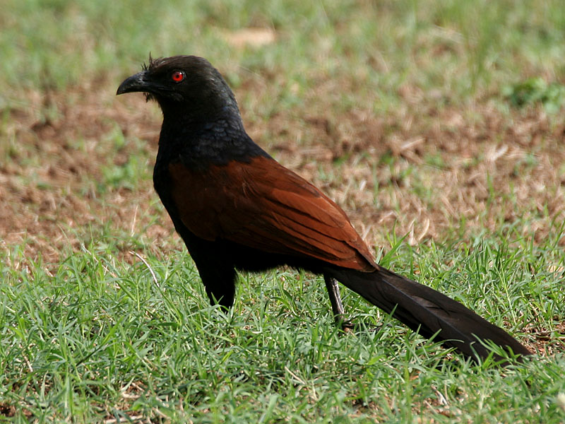 The Greater Coucal: Orange Is Not The New Black – The Reluctant Book Worm
