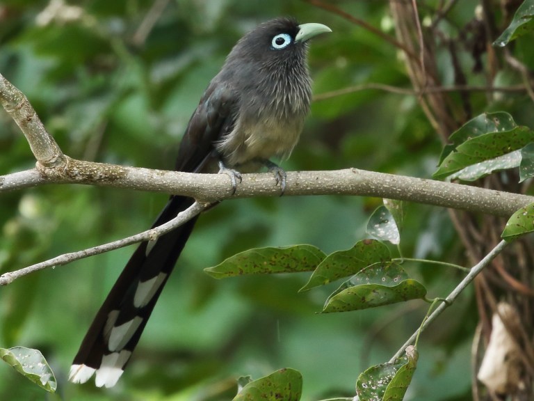 The Quiet Counterpoint: Why a Blue-Faced Malkoha Outshines Man-Eating ...