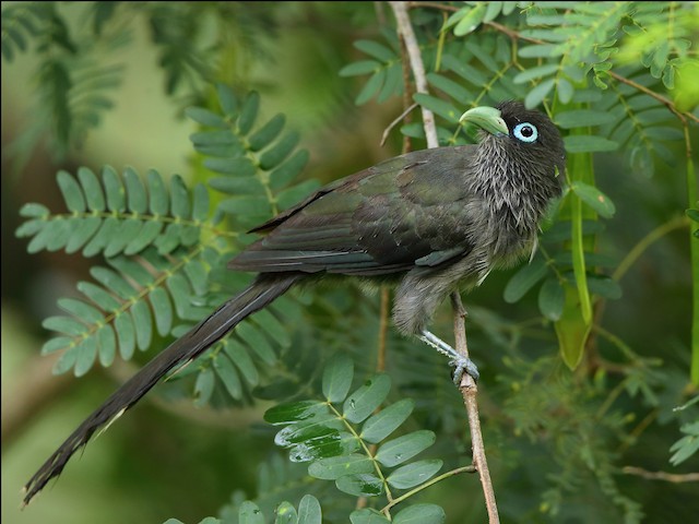 The Quiet Counterpoint: Why a Blue-Faced Malkoha Outshines Man-Eating ...