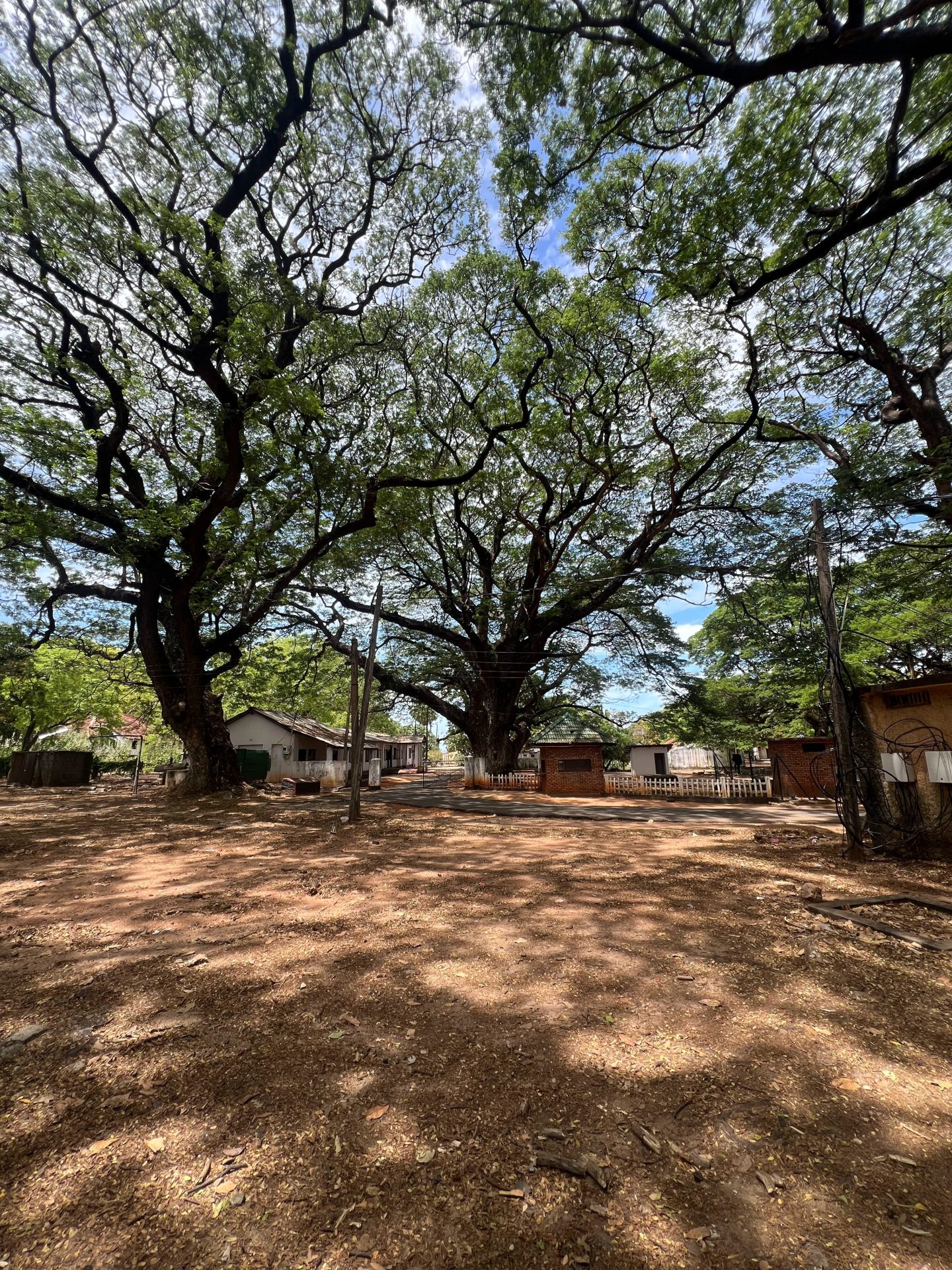Mr. Neginhal’s Raintree – The Reluctant Book Worm
